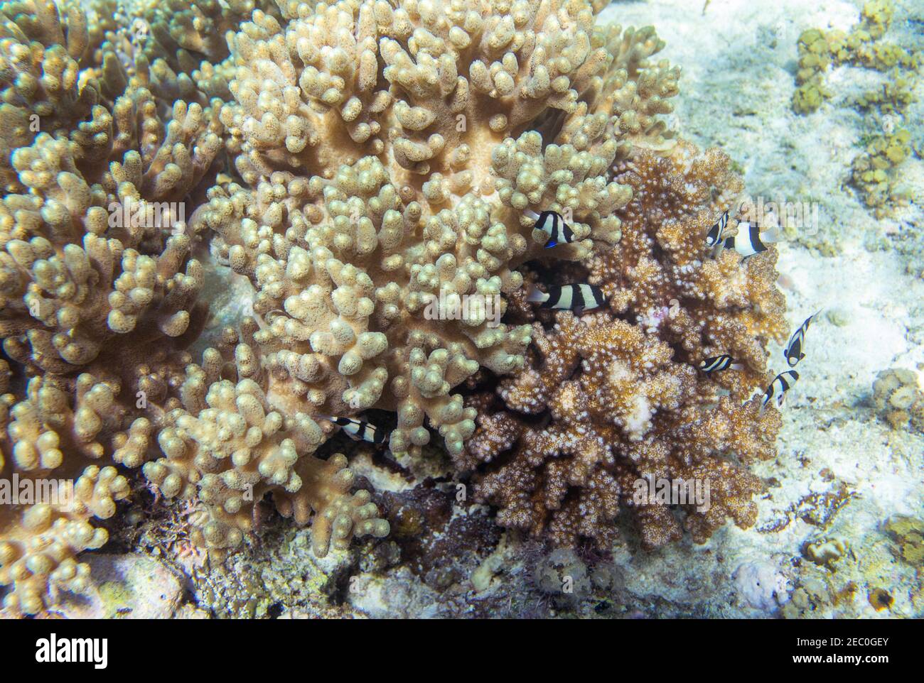 Striped coral fishes in pink coral. Undersea landscape photo. Wildlife ...