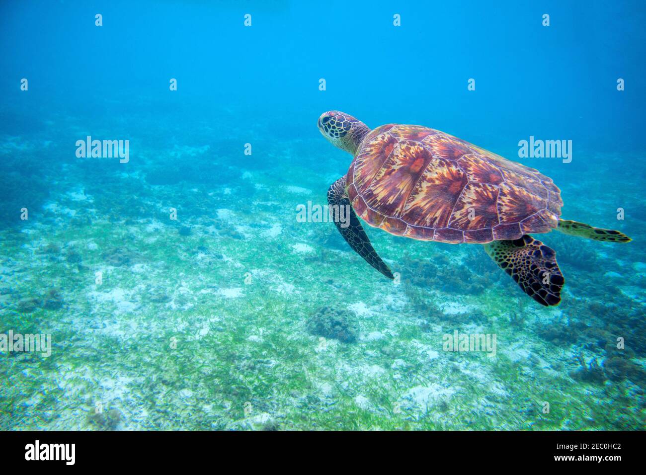 Sea turtle in tropical lagoon. Tropical island seashore nature. Sea ...