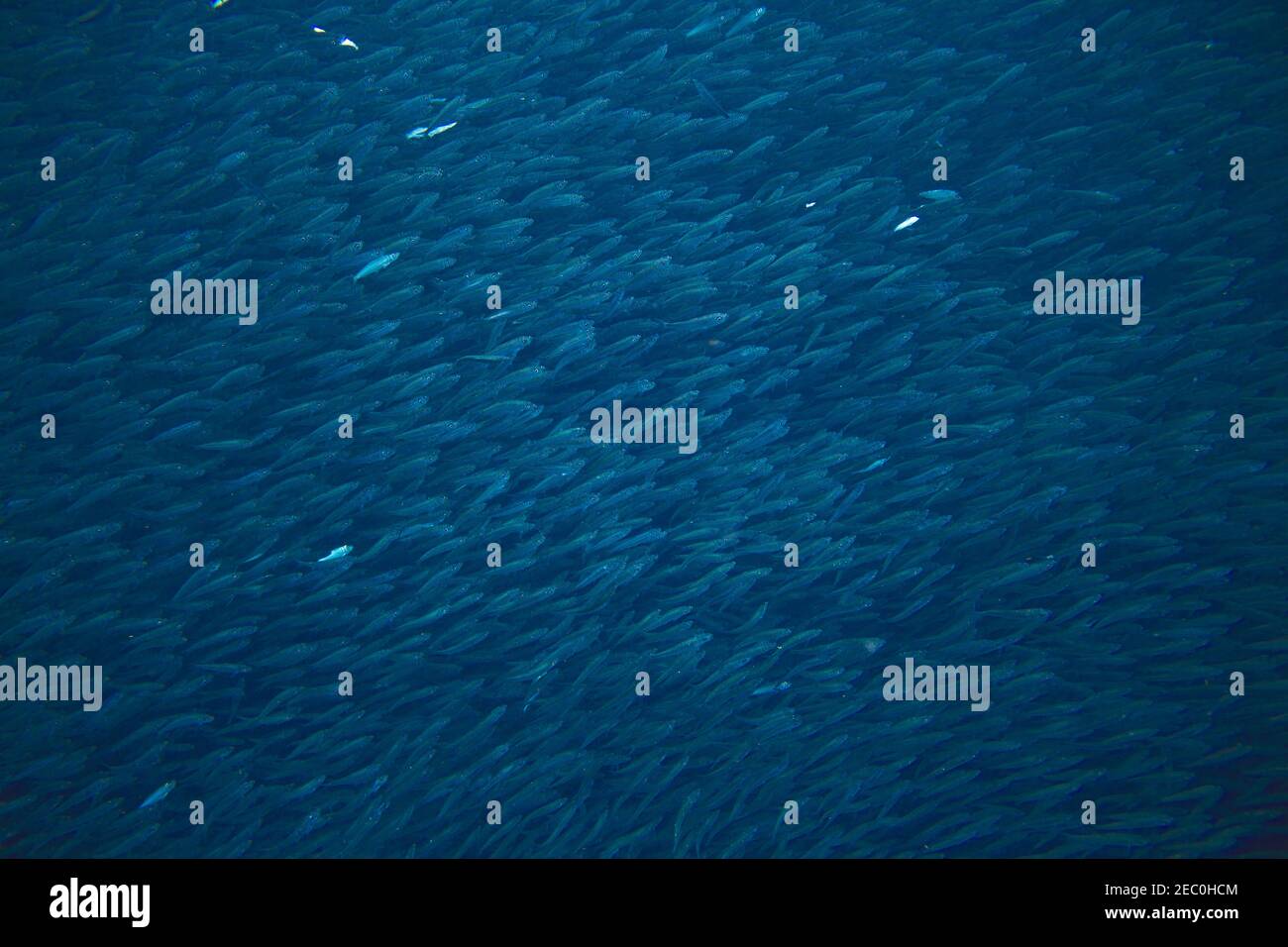 Anchovy colony in deep blue ocean. Pelagic seafish. Massive fish school ...