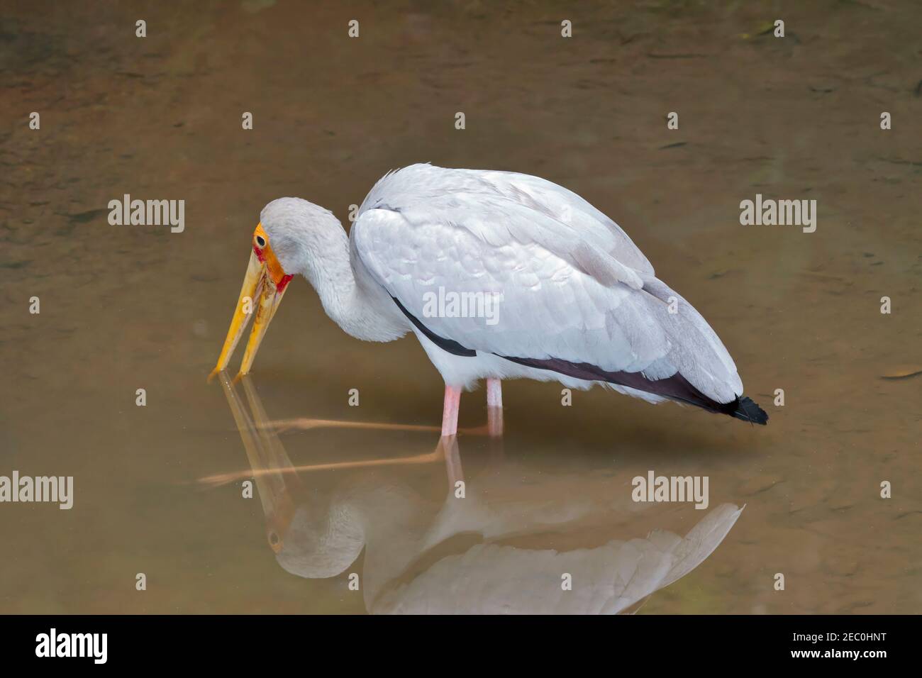 Milky Stork, Mycteria cinerea. Milky storks fish for food by stirring ...