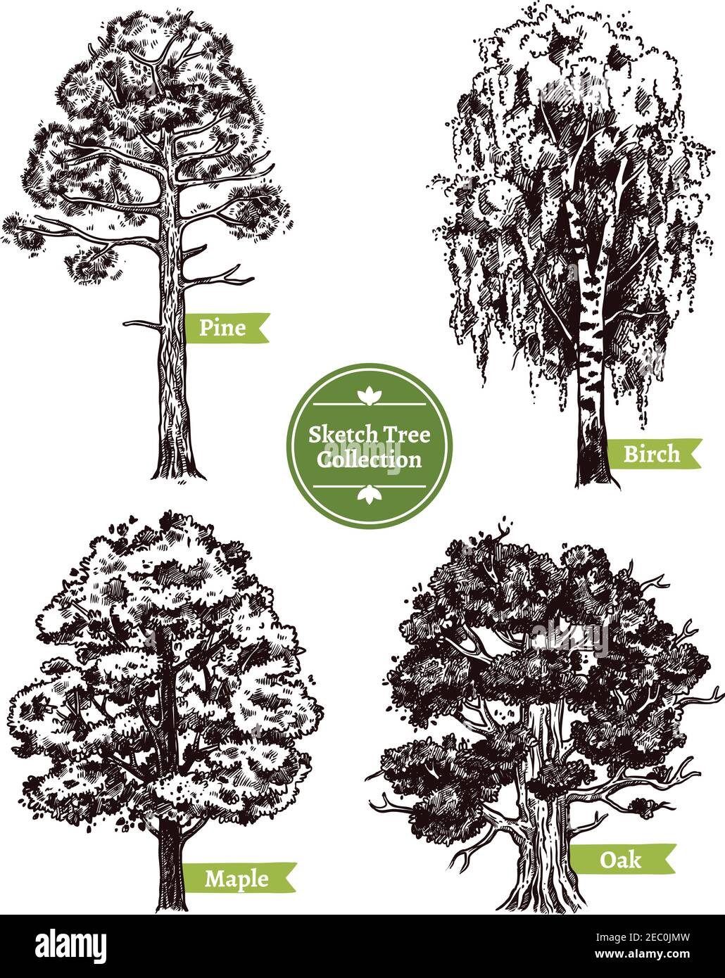 Four various deciduous sketch trees set with pine maple birch and oak ...