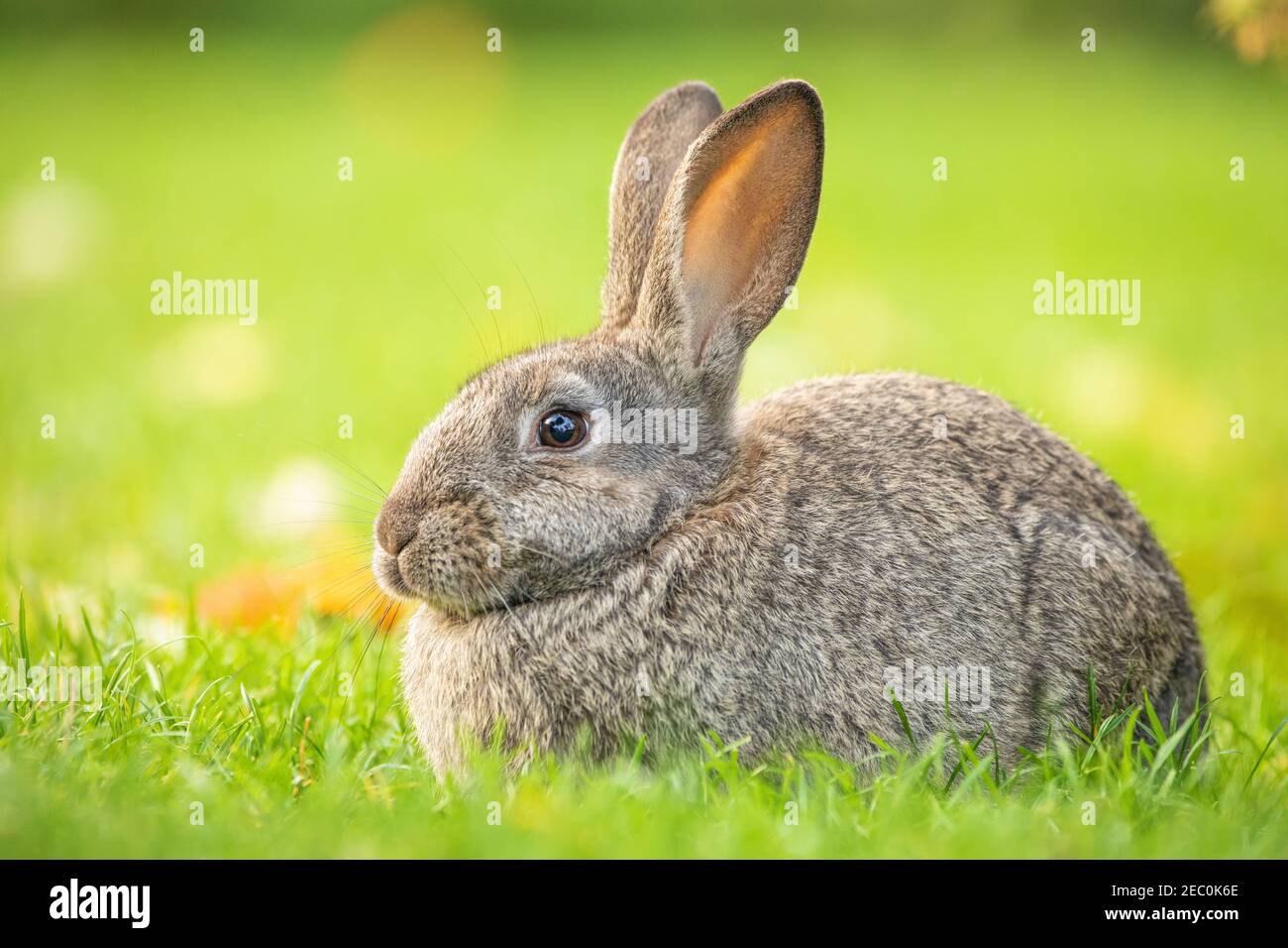 Easter gray rabbit on the green grass Stock Photo - Alamy