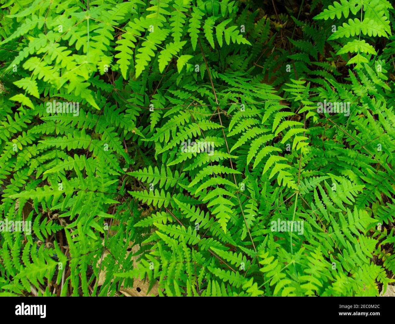 Natural fern leaf cover closeup photo. Tropical greenery top view. Fern ...