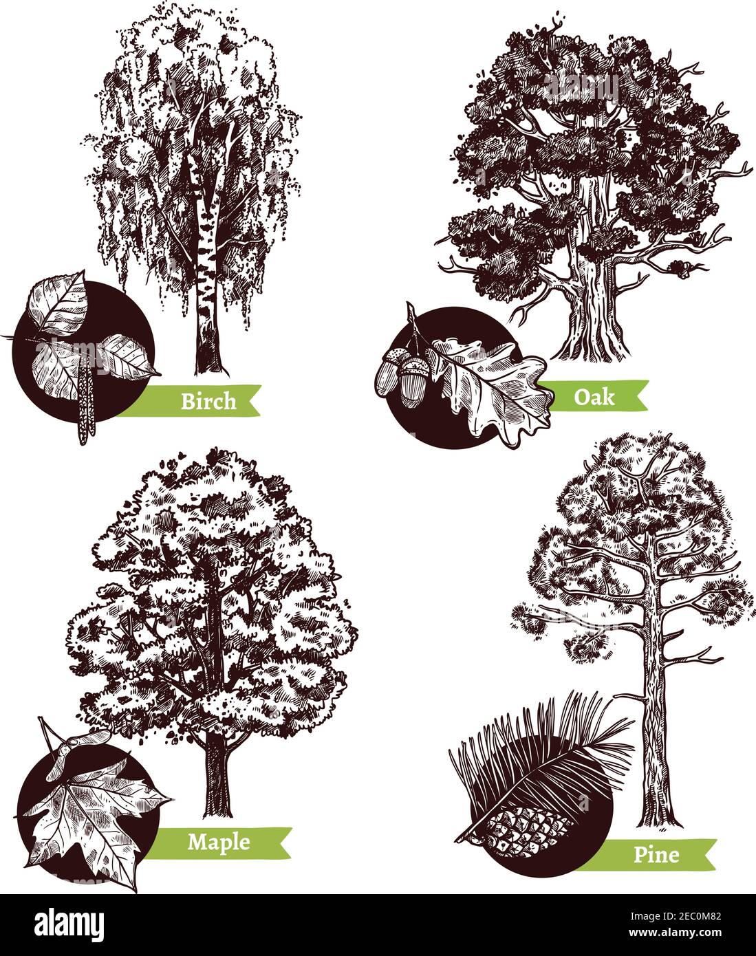 Four various sketch deciduous trees and leaves design concept isolated ...