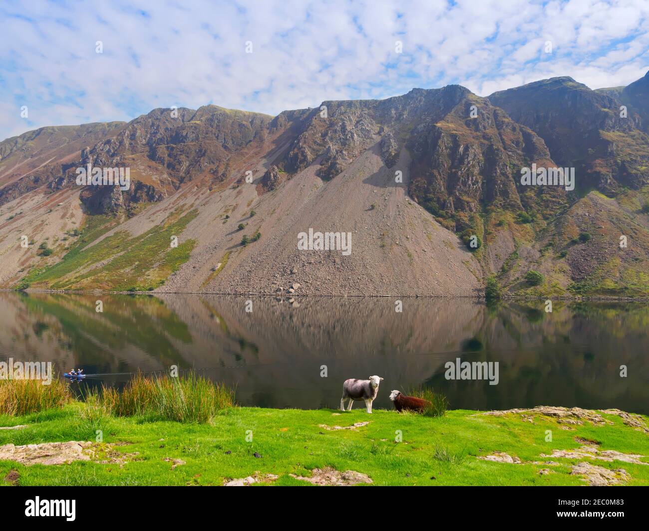 Famous sheep hi-res stock photography and images - Alamy