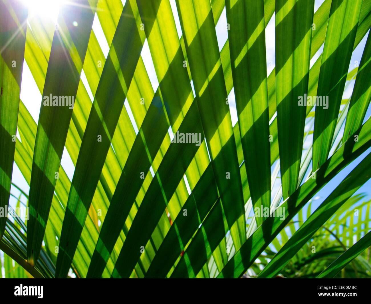 Green palm leaf transparent silhouette on sun. Palm leaf closeup. Green ...