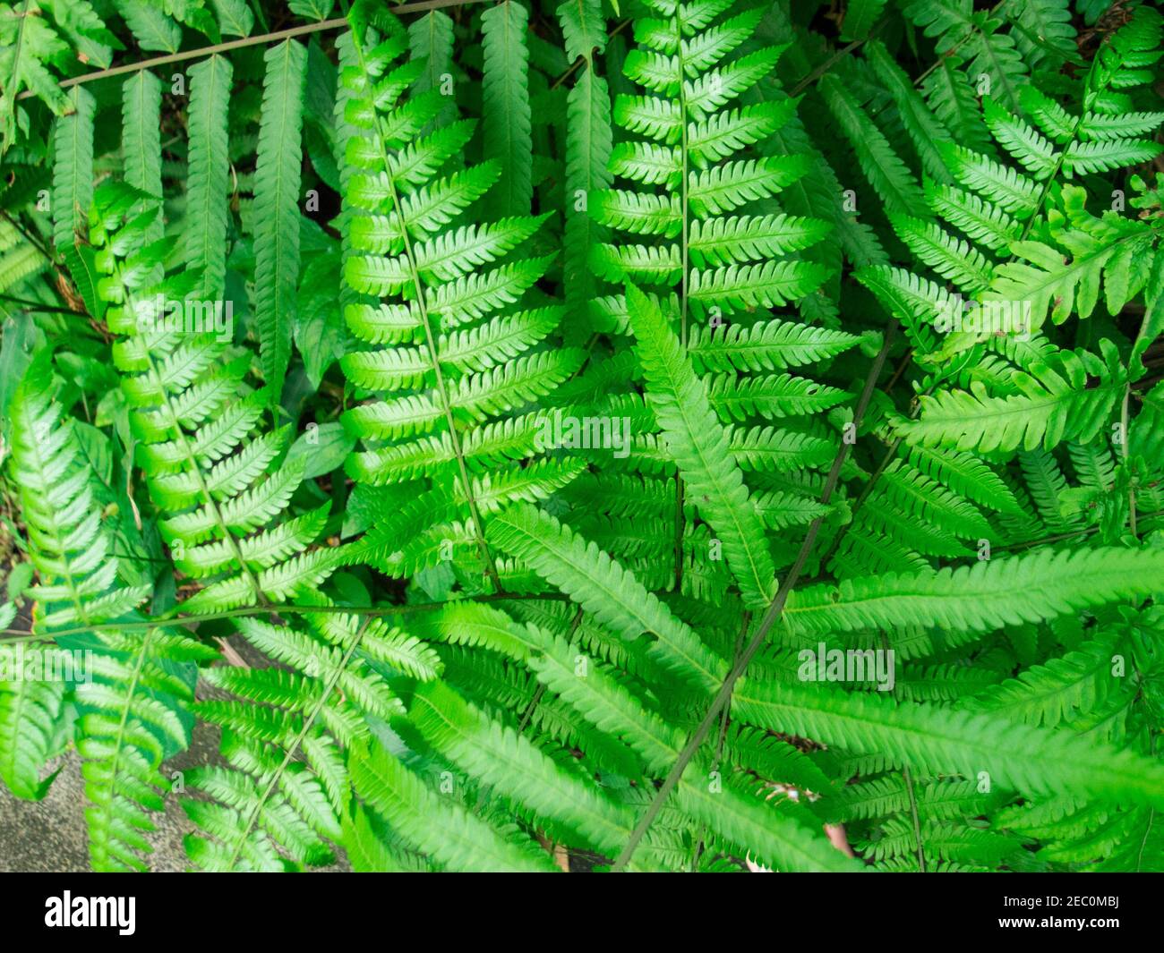Natural fern leaf bush closeup photo. Tropical greenery top view. Fern ...