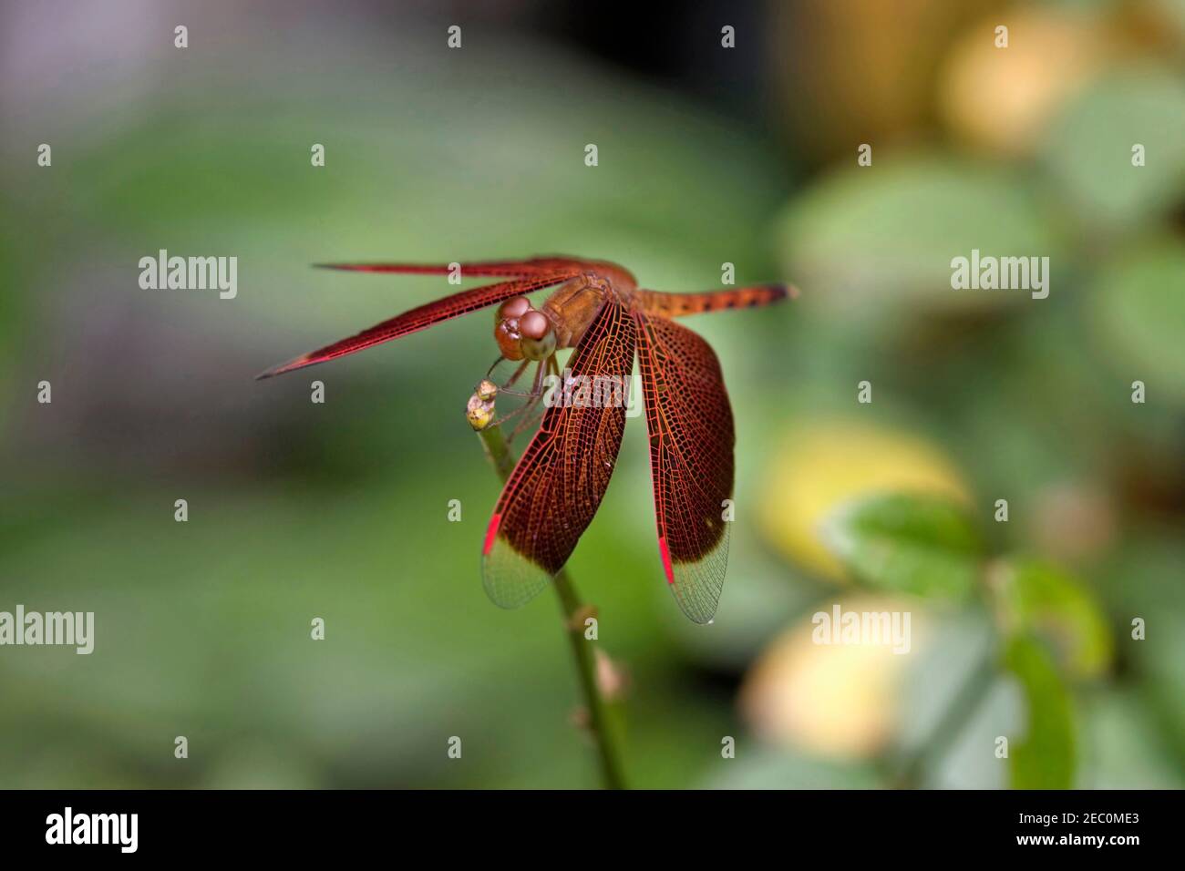 Multifacted eyes hi-res stock photography and images - Alamy