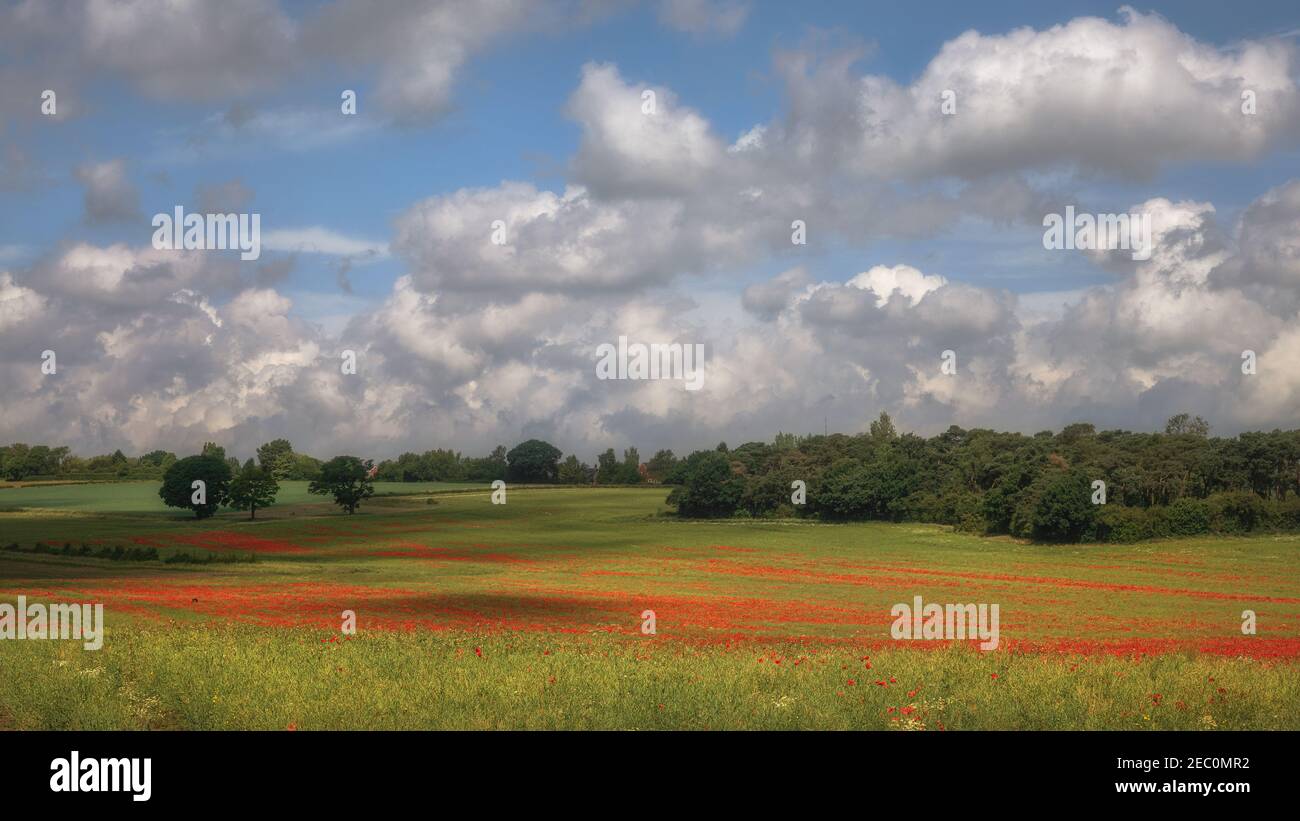 Summer scenes hi-res stock photography and images - Alamy