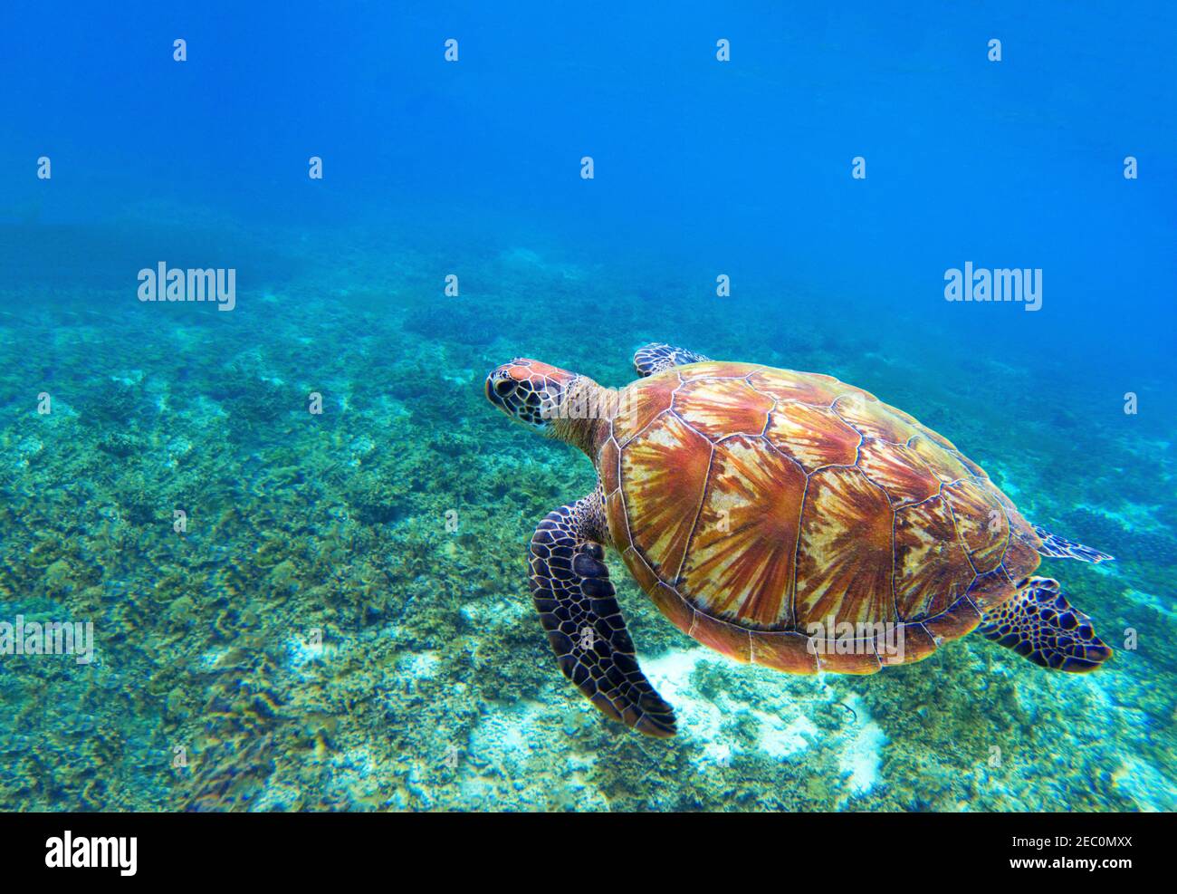 Green sea turtle near seaweeds. Tropical nature of exotic island. Olive ...