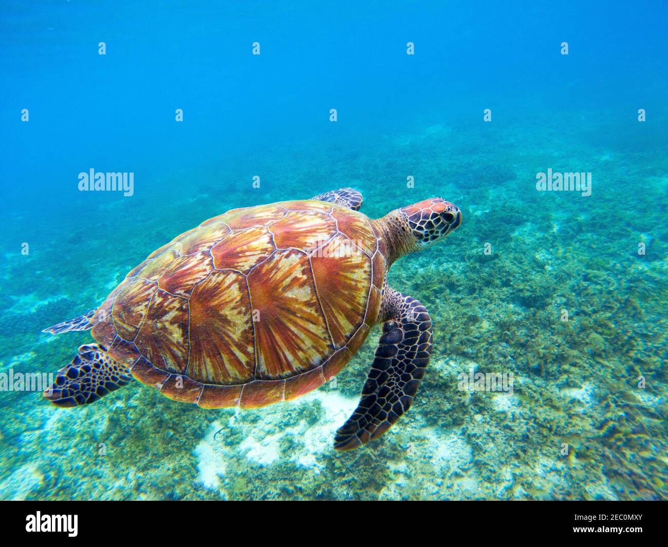 Green sea turtle with brown shell swims underwater. Tropical nature of ...