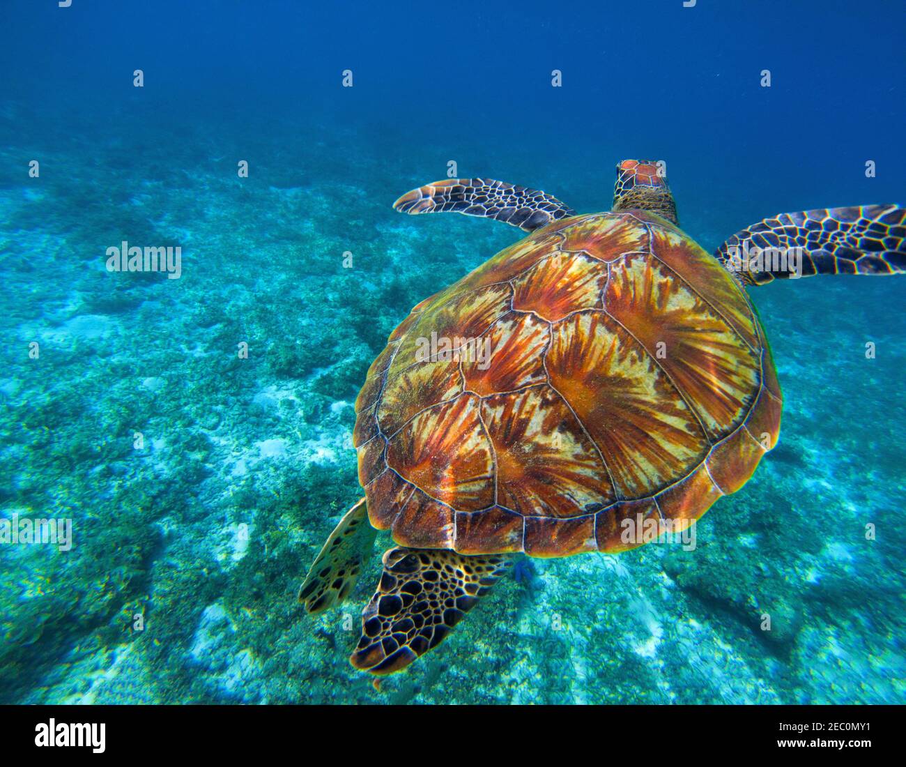 Green sea turtle in clear sea water. Tropical nature of exotic island ...