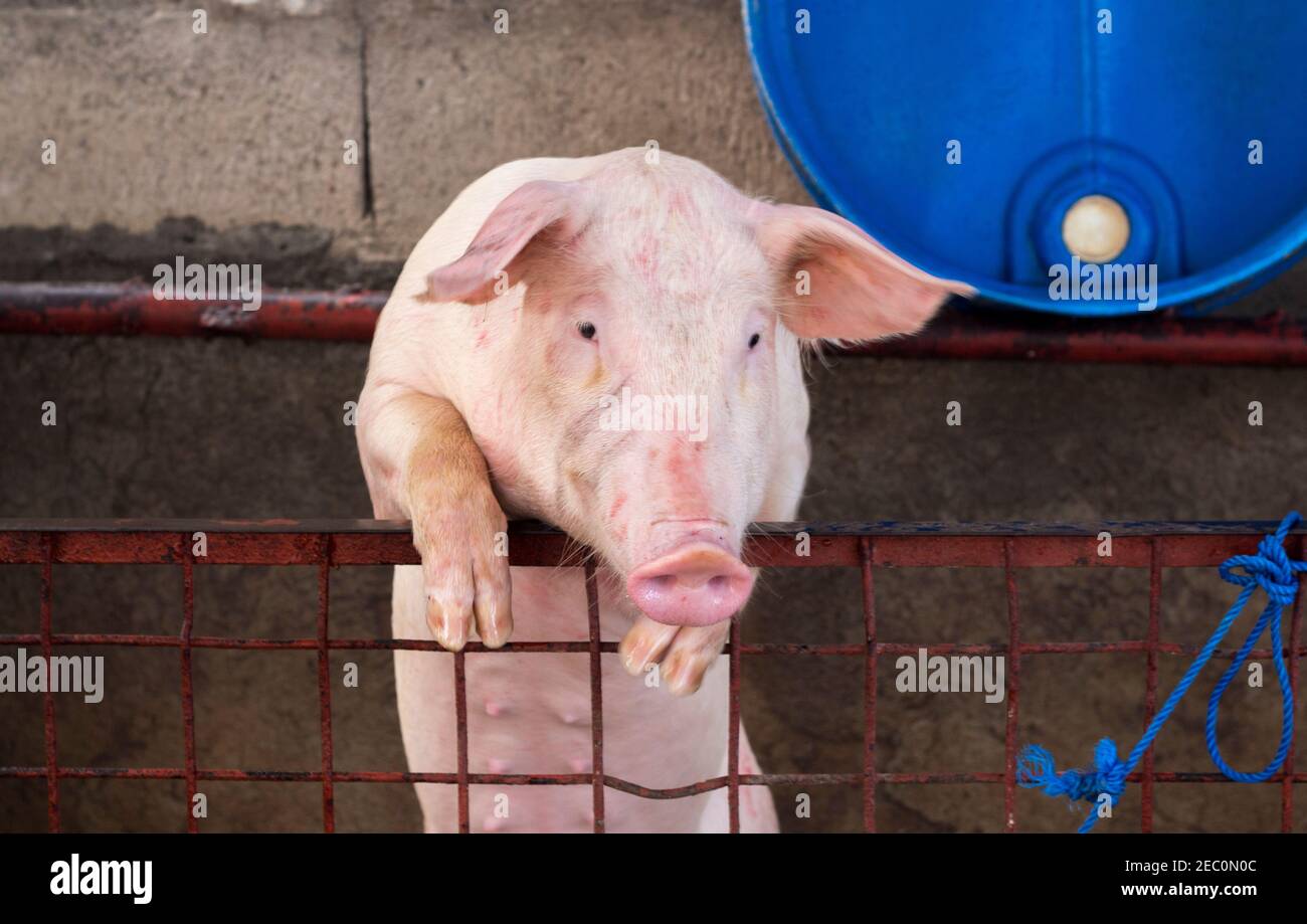 Cute pig climbs to paddock fence. Domestic animal portrait. Pink piglet ...