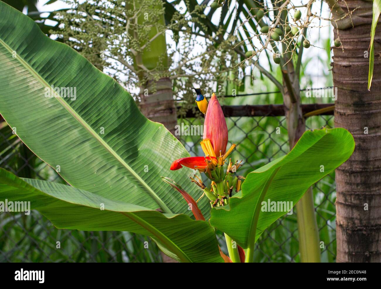 Little bird sings on banana flower. Olive-back sunbird male on exotic ...