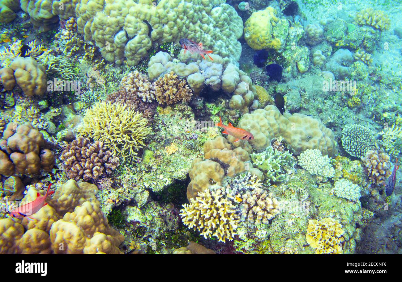 Underwater landscape with tropical fish. Coral diversity. Exotic island ...