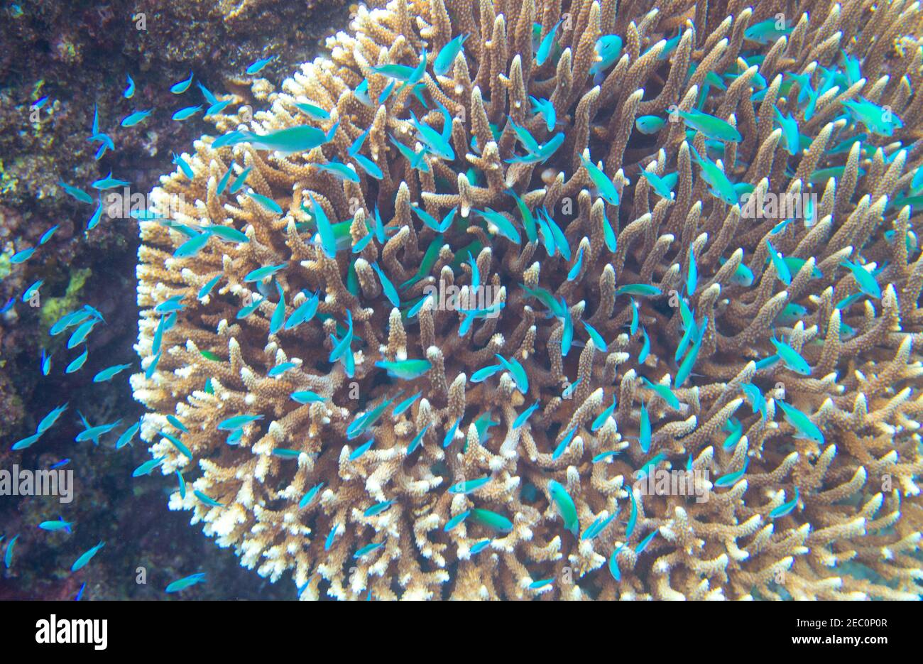 Neon blue tropical fish in coral. Exotic island shallow water wildlife ...