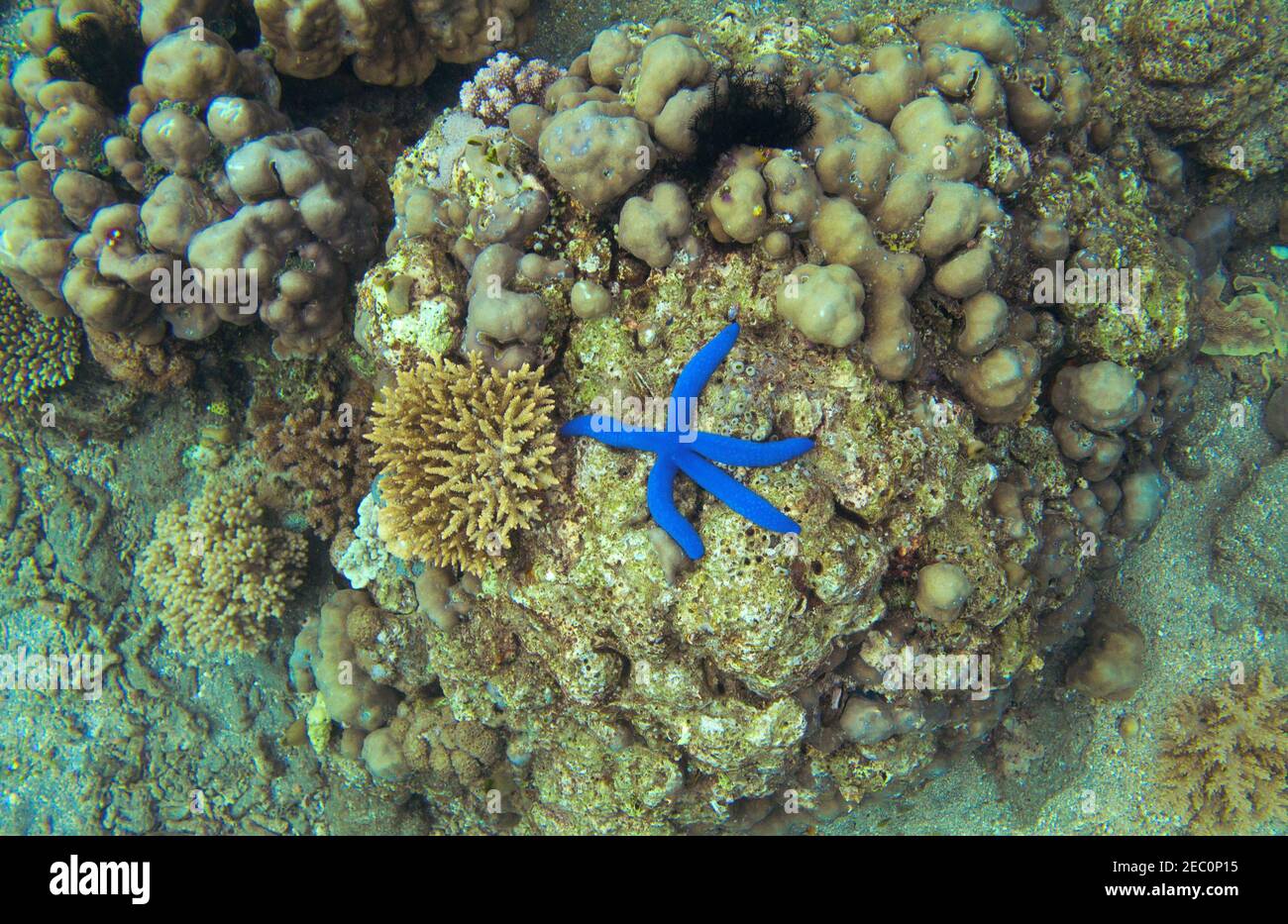 Coral reef and blue starfish top view. Starfish on sea shore underwater ...