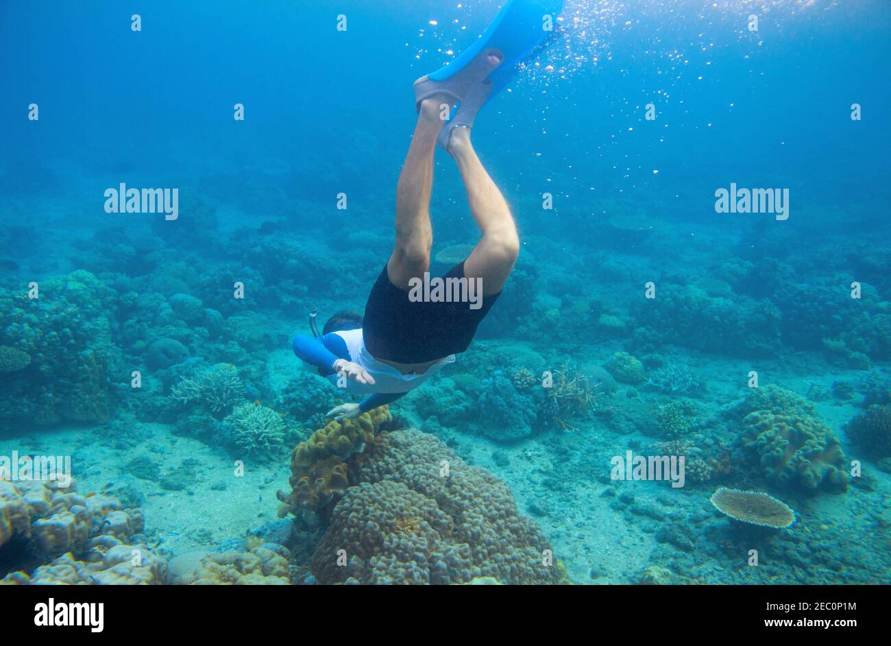 Snorkeling man dives coral hi-res stock photography and images - Alamy