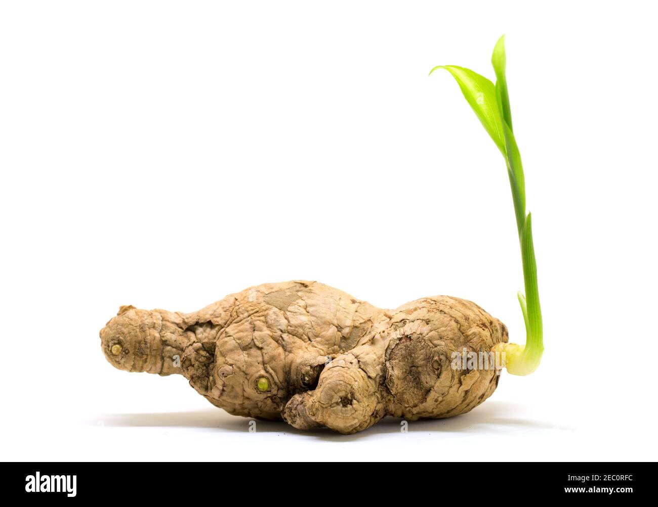 Old ginger root with young green sprout. Spring sprout of plant ...