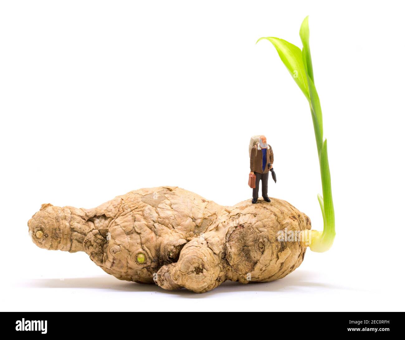 Tiny traveler on old ginger root with young green sprout. Age and youth ...
