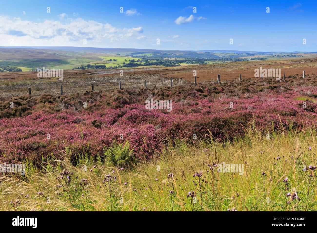 Heather begins to bloom on the moors in North York Moors National Park ...