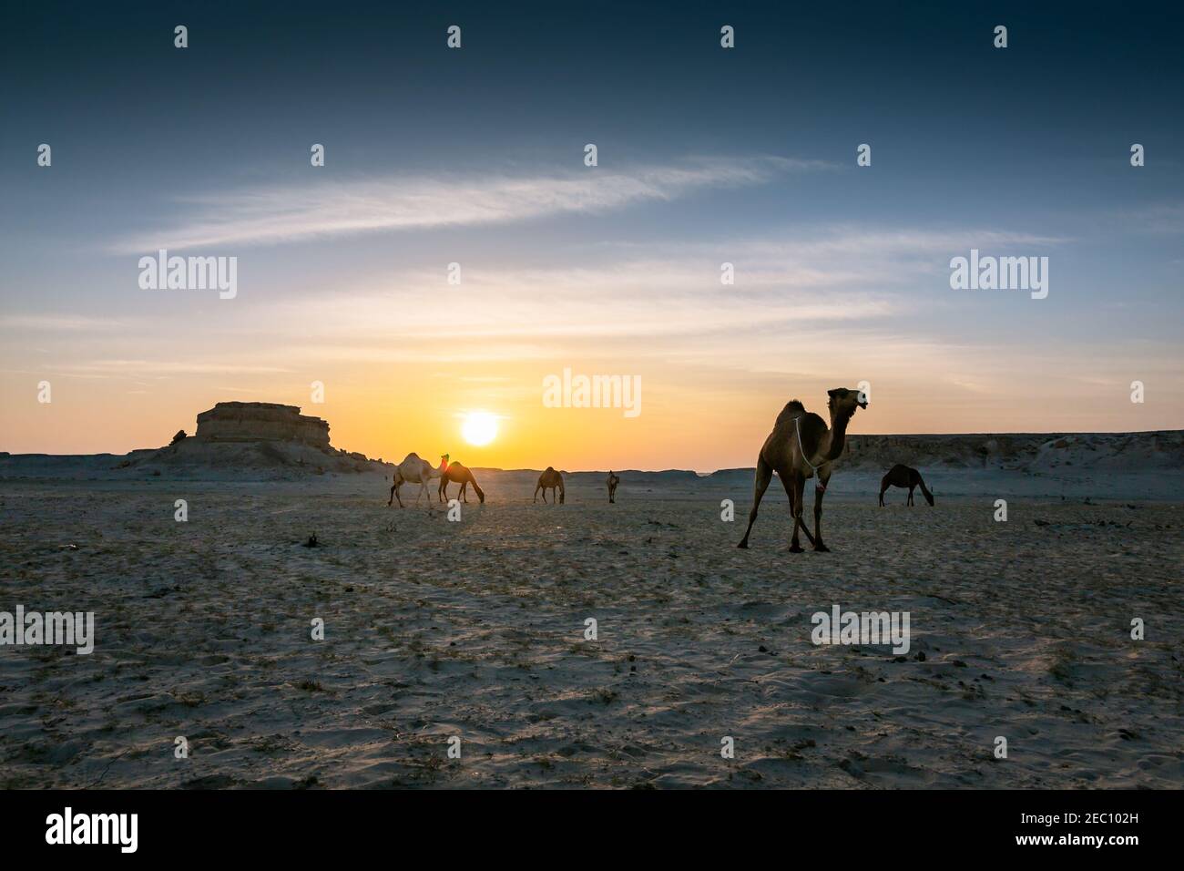 Beautiful Sunset Desert Landscape with camel near Al Sarar Saudi Arabia ...