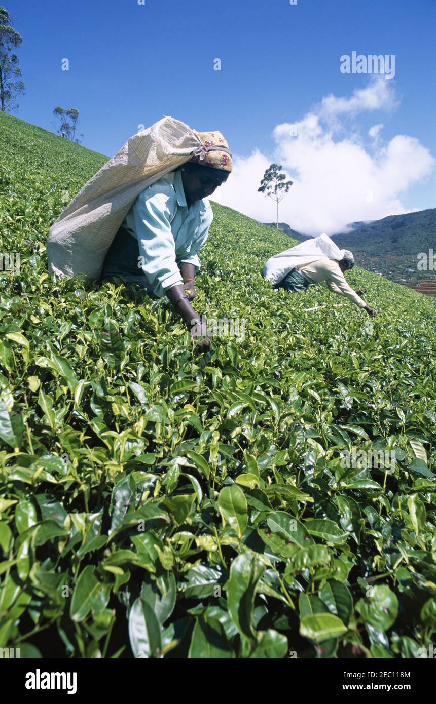 Sri lankan women tea workers hi-res stock photography and images - Alamy