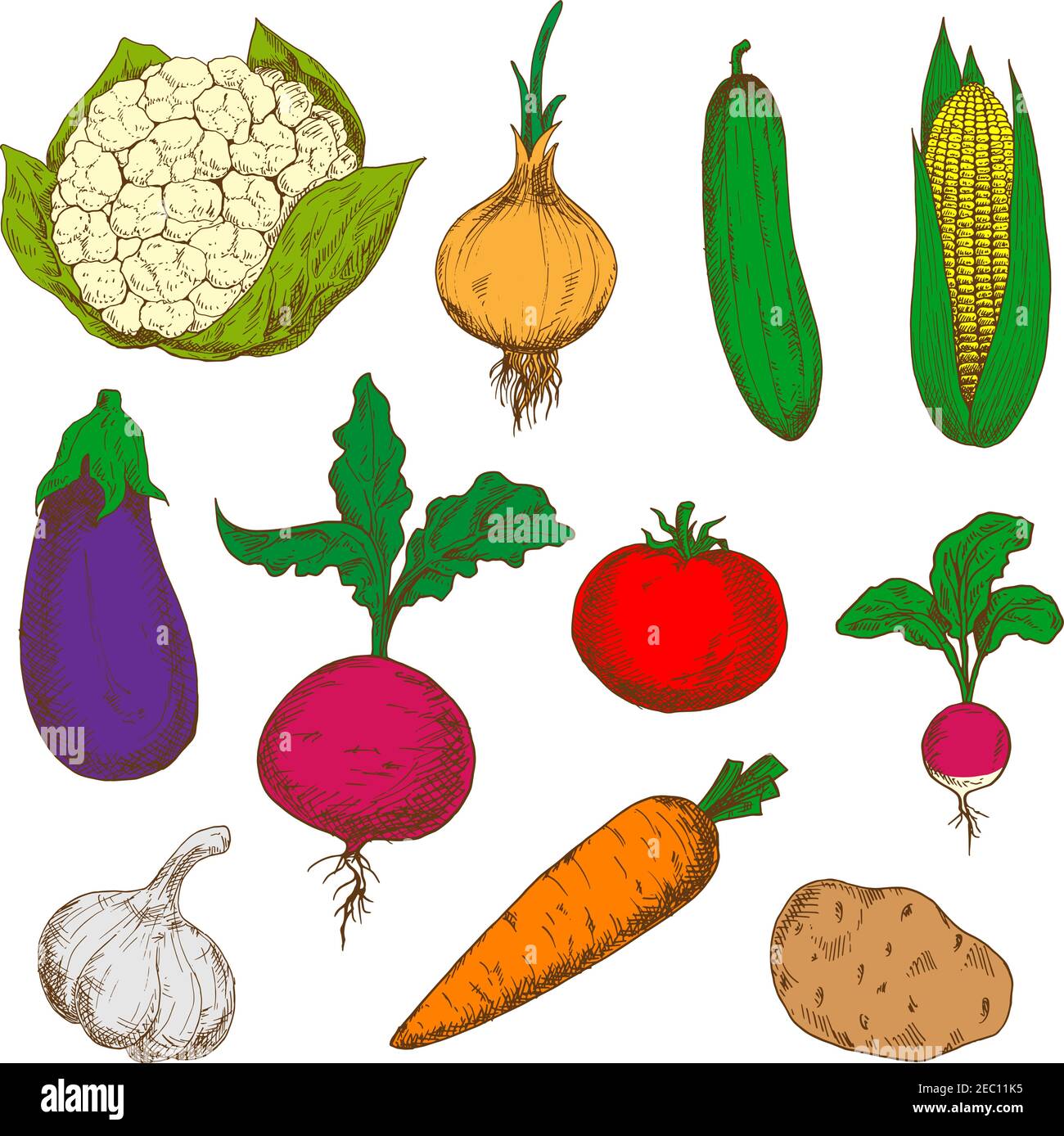 Haulm potato Stock Vector Images - Alamy