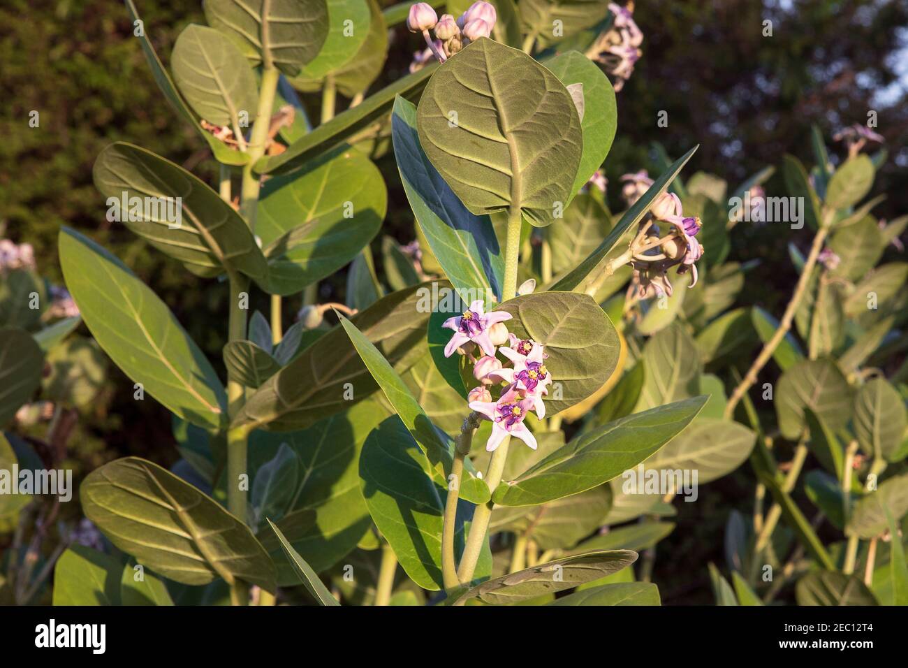 Calotropis, milkweeds plant with inflorescence . Blooming purple ...