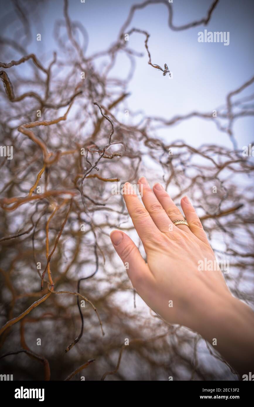 Hand greift zum Baum Stock Photo - Alamy
