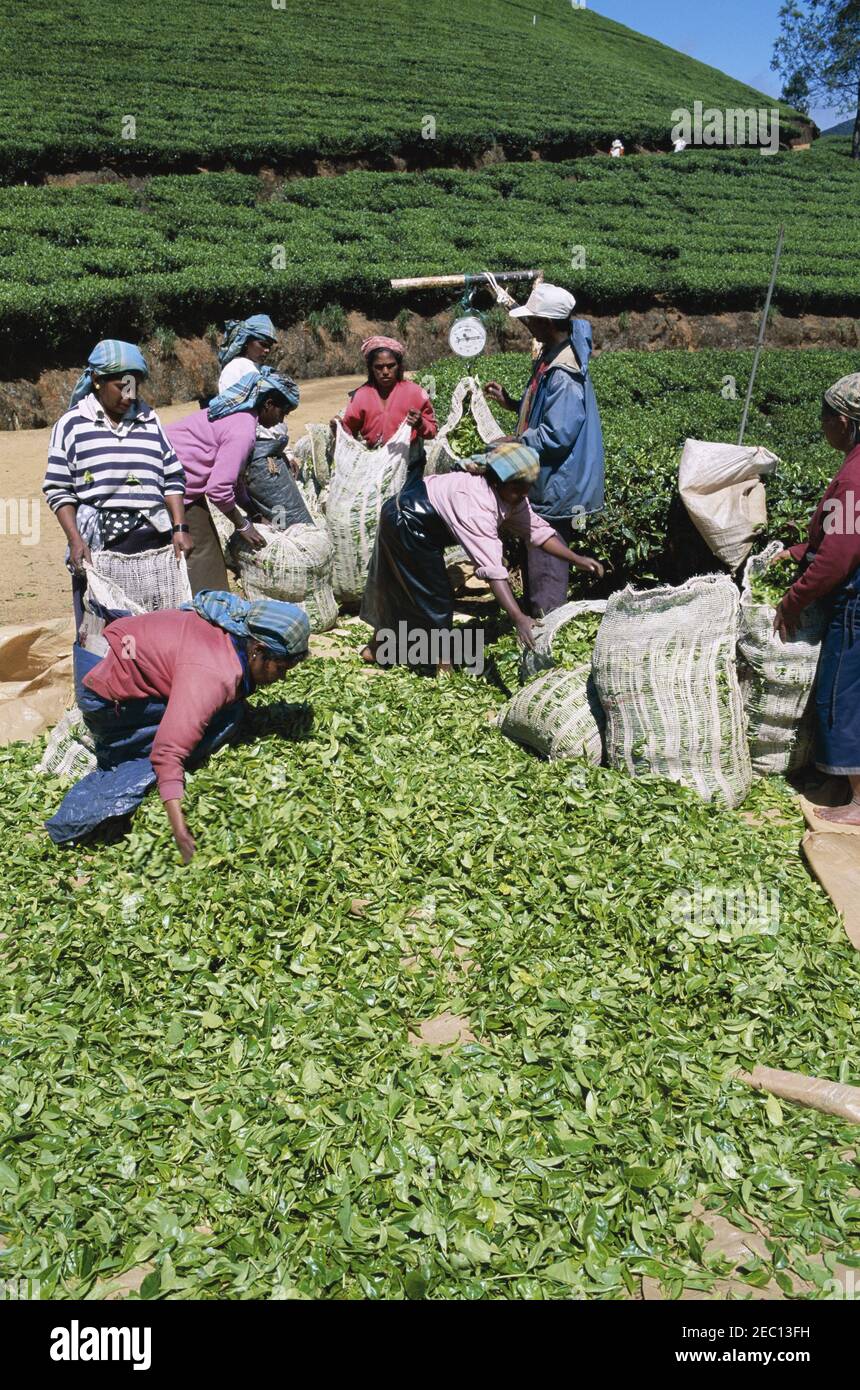 Asia,Sri Lanka, Nuwara Eliya, group of Tea plantation workers filling ...