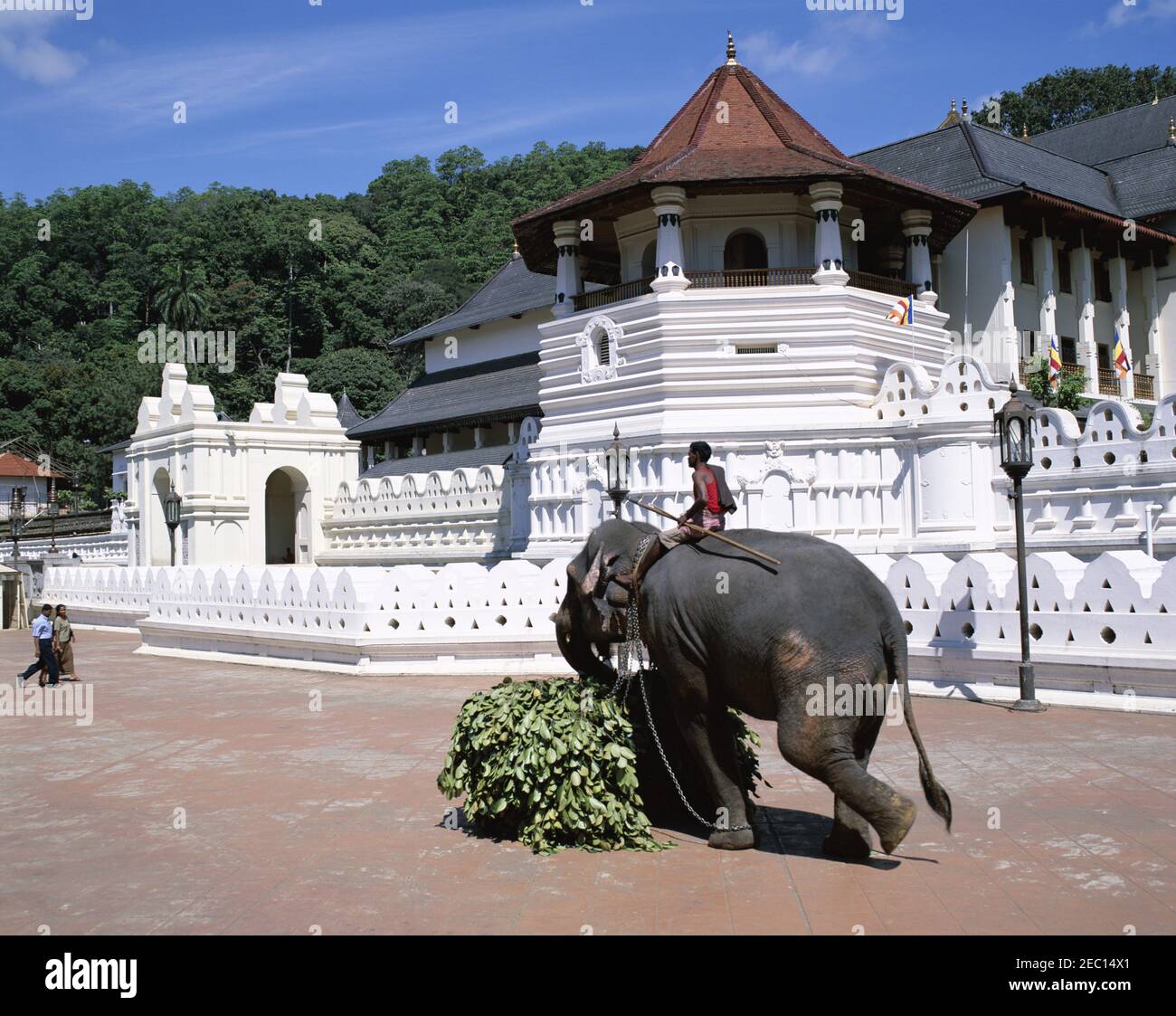 Asia,Sri Lanka, Kandy,Elephant walking past The Buddhist Temple of ...