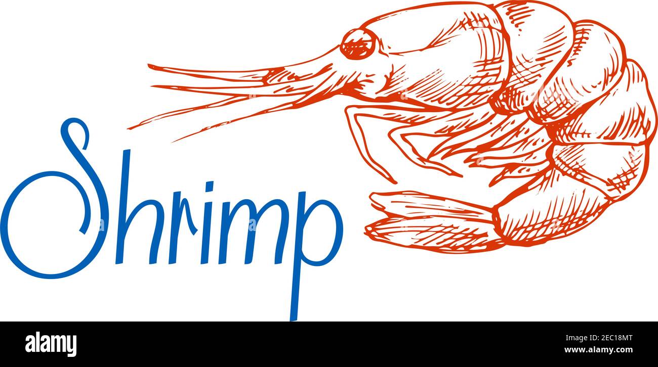 Red marine shrimp or prawn sketch in vintage engraving style. May be ...