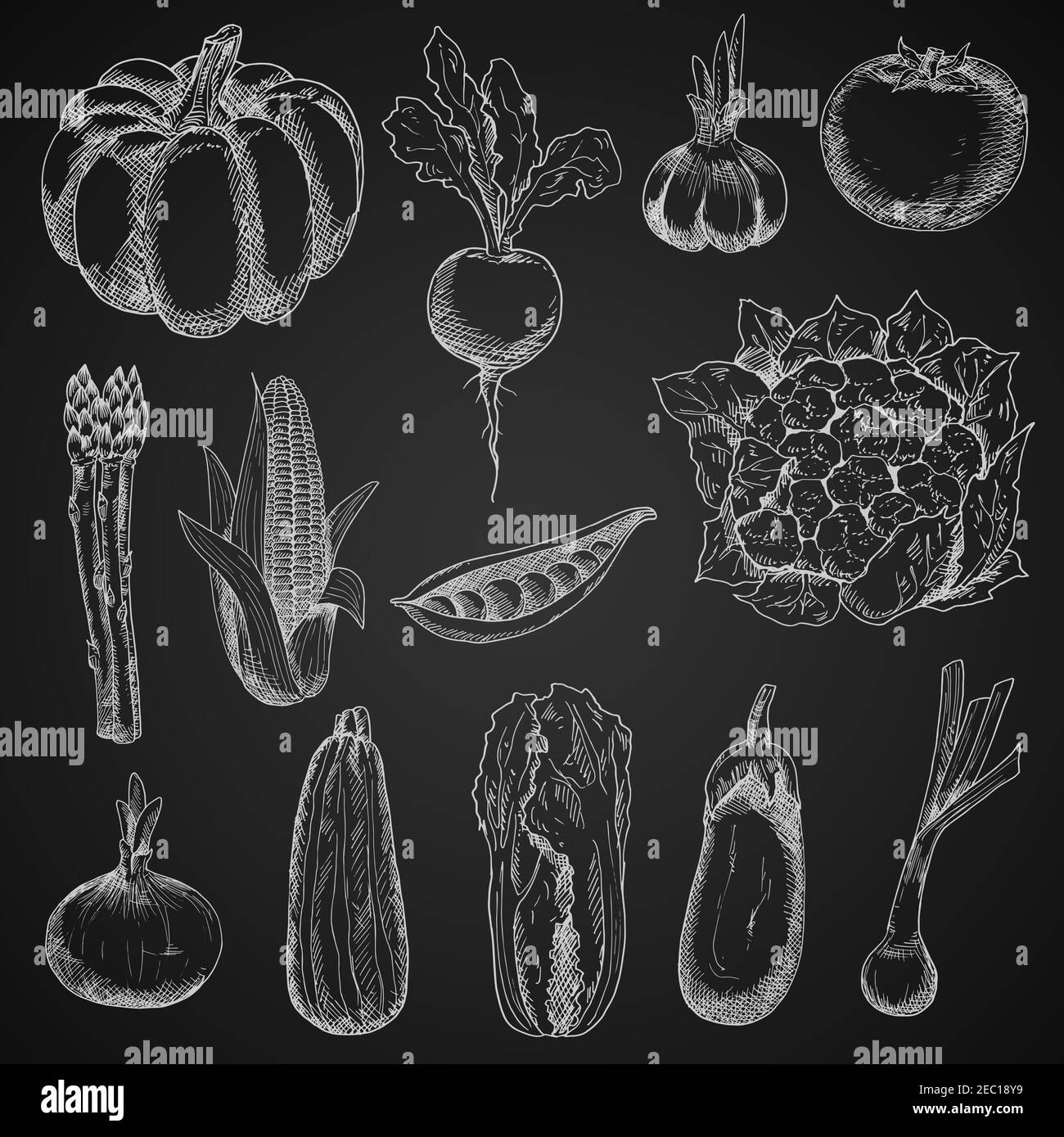Chalk sketches of corn cob and onion, pumpkin and tomato, beet and pea ...