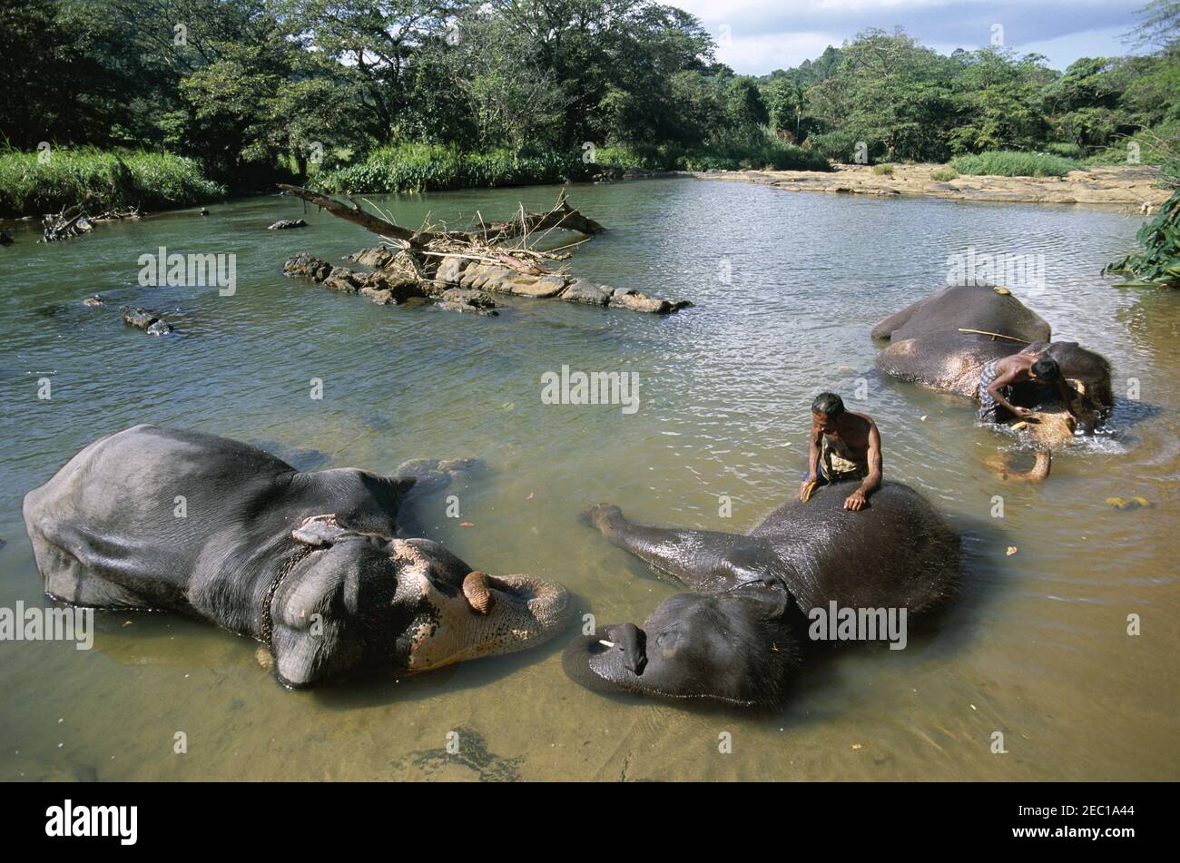 Asia,Sri Lanka, Kandy, elephants bathing in the river at Pinnawala ...