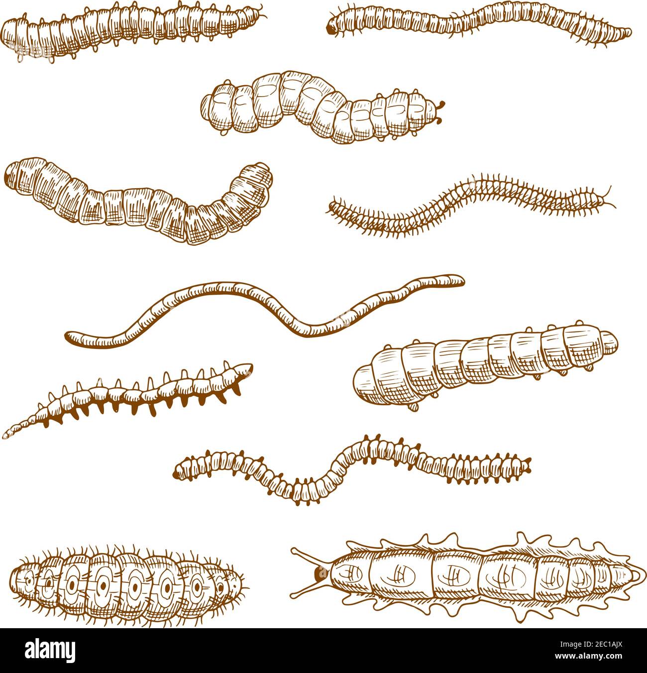 Slug garden plant Cut Out Stock Images & Pictures - Alamy