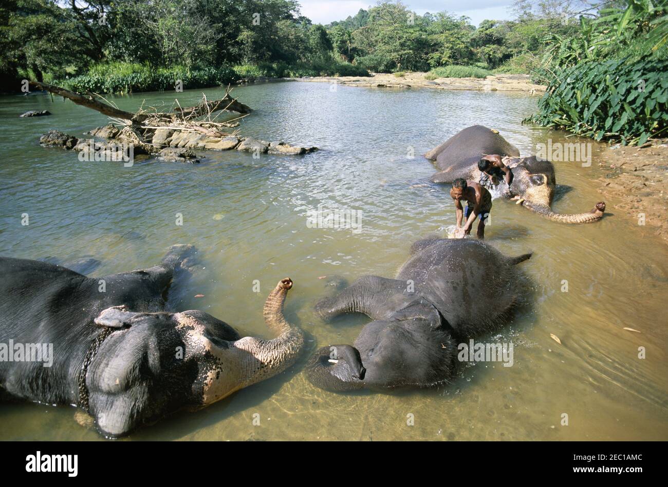 Asia,Sri Lanka, Kandy, elephants bathing in the river at Pinnawala ...