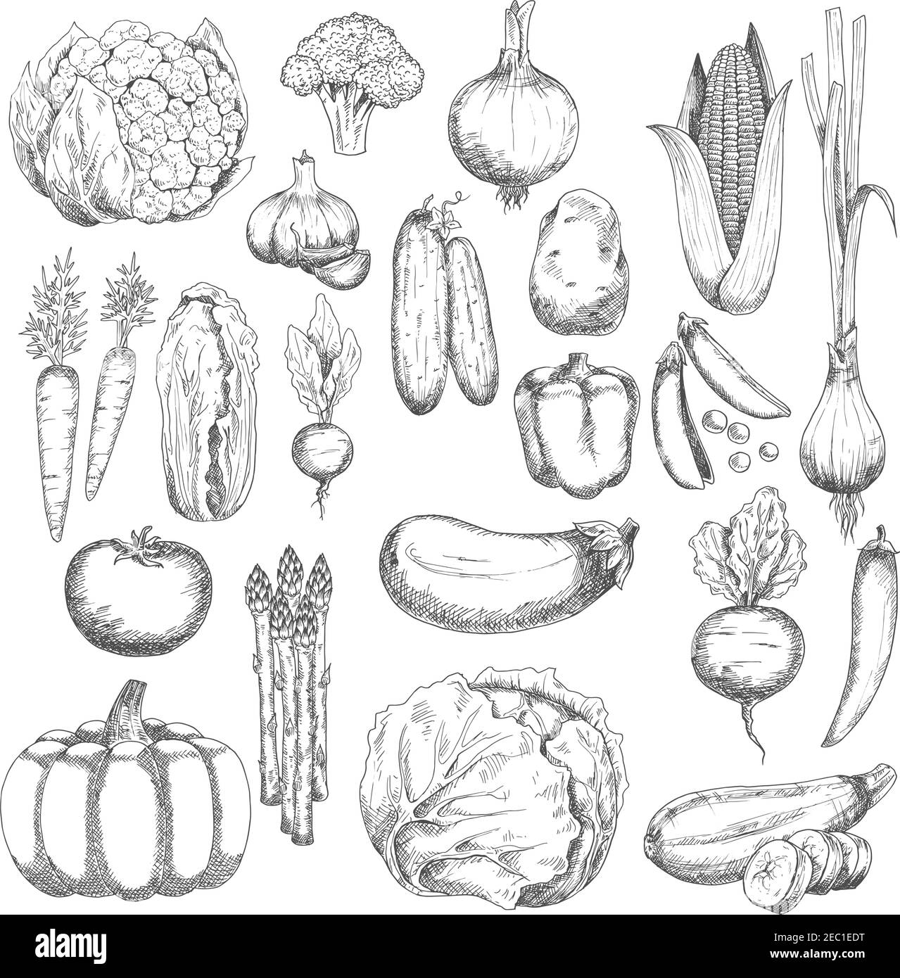 Organic farm fresh broccoli and corn, pea and onion, eggplant and ...