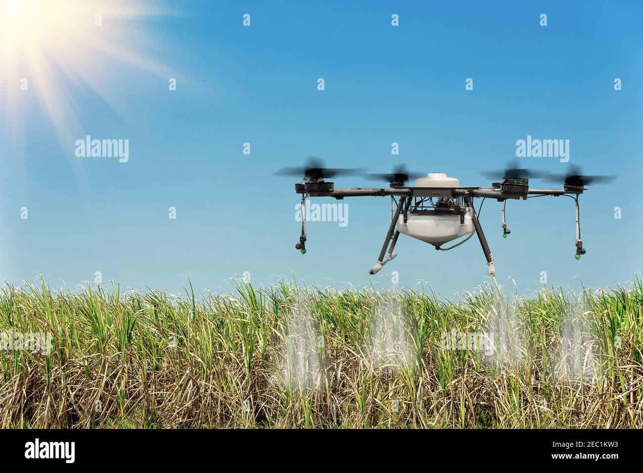 Agriculture drone flying and spray pesticide in sugarcane field Stock Photo - Alamy