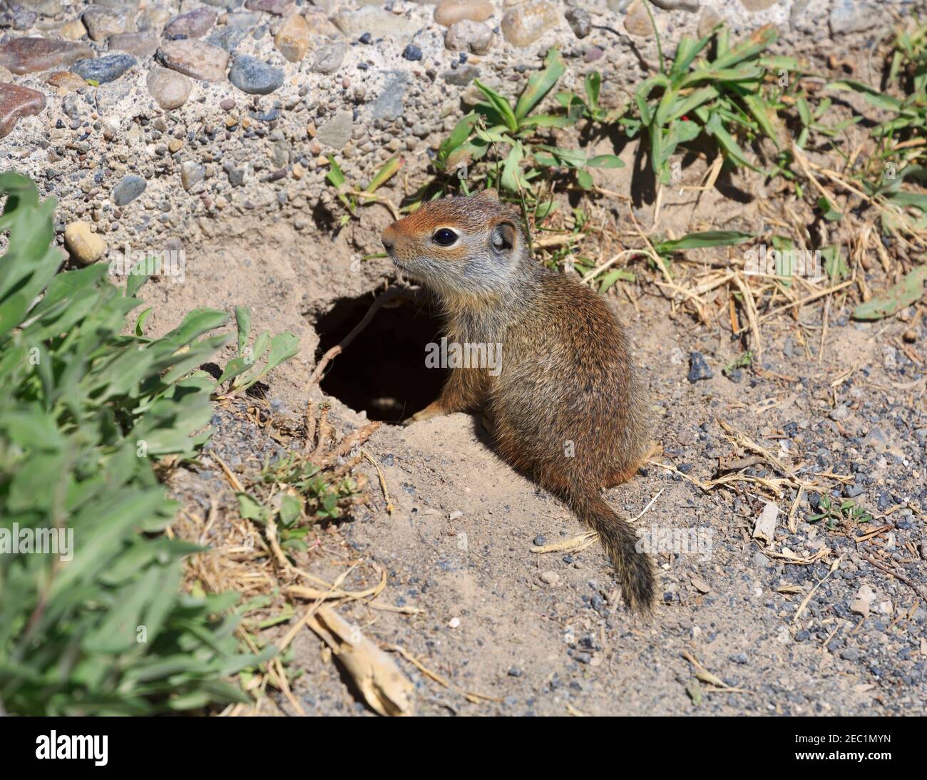 Pika burrow hi-res stock photography and images - Alamy