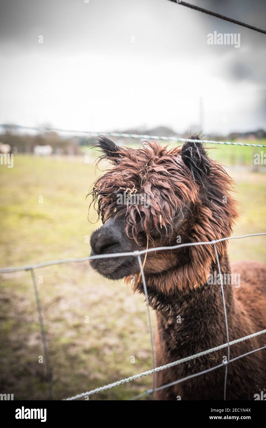 Alpaka hi-res stock photography and images - Alamy