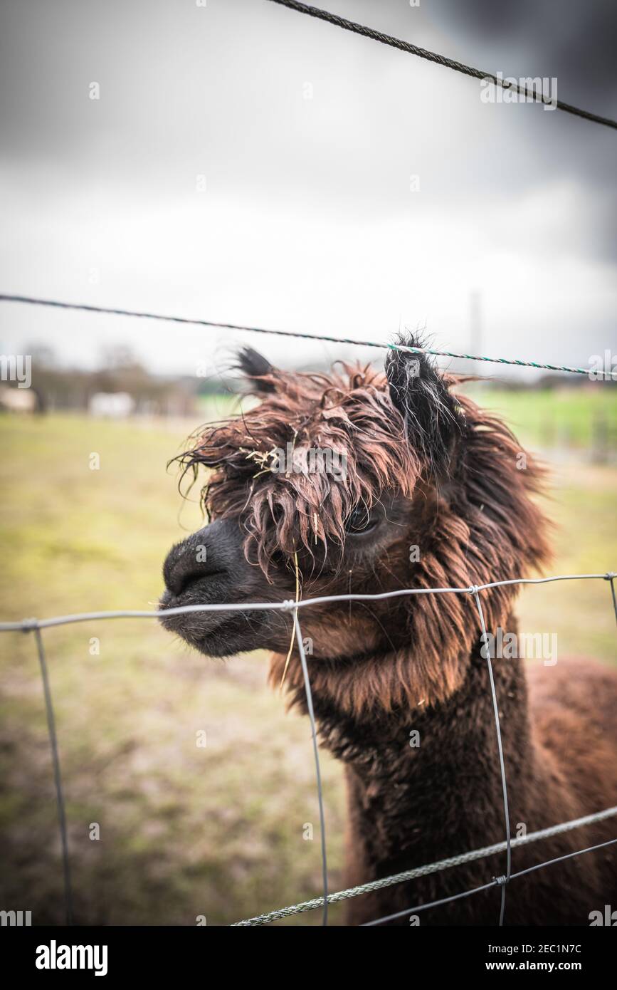 Alpaka hi-res stock photography and images - Alamy