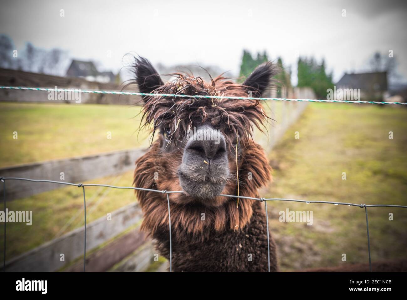Alpaka hi-res stock photography and images - Alamy