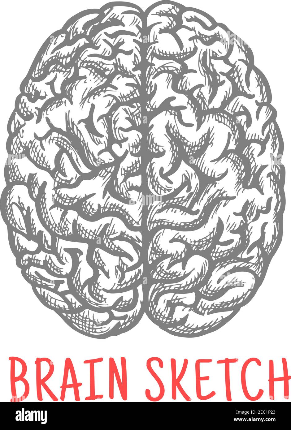 Sketch of human brain for medicine, anatomy or creative thinking theme ...