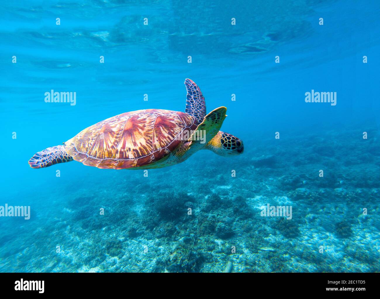 Sea turtle swims in sea water. Big green sea turtle closeup. Life of ...
