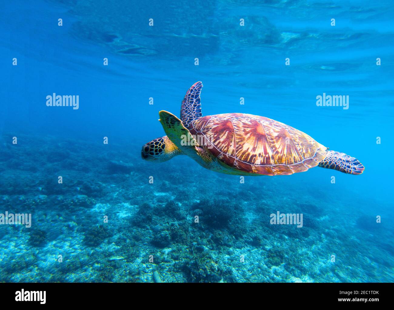 Sea turtle swims in sea water. Olive green sea turtle closeup. Life of ...