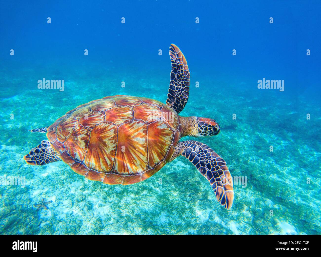 Sea turtle swims in sea water. Olive green sea turtle closeup. Wildlife ...