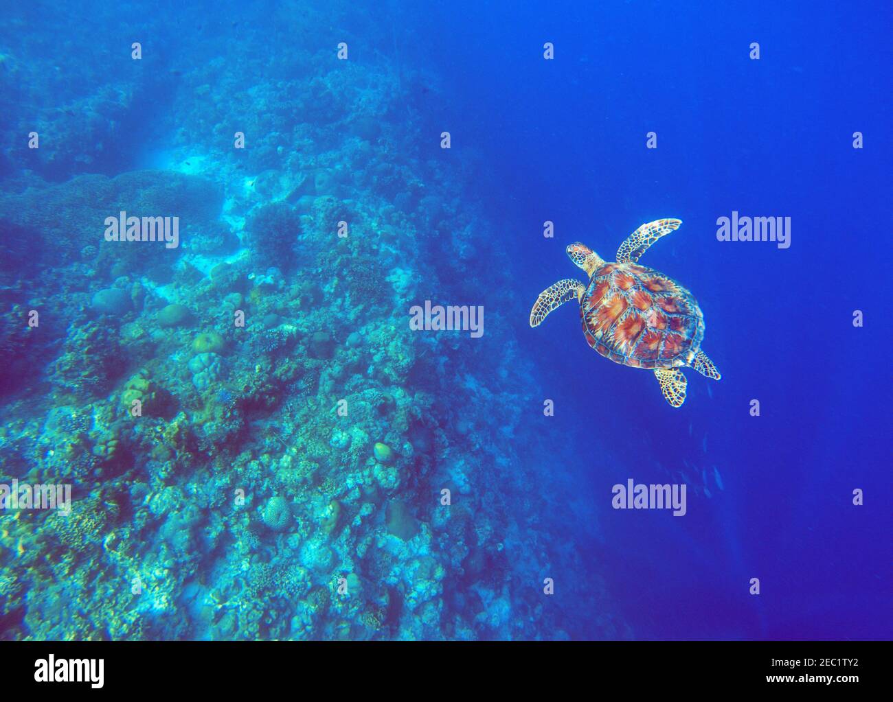 Green sea turtle in deep blue sea water. Sea tortoise underwater photo ...