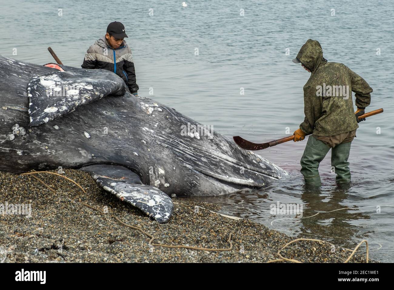 Inuit whale hunting hi-res stock photography and images - Alamy