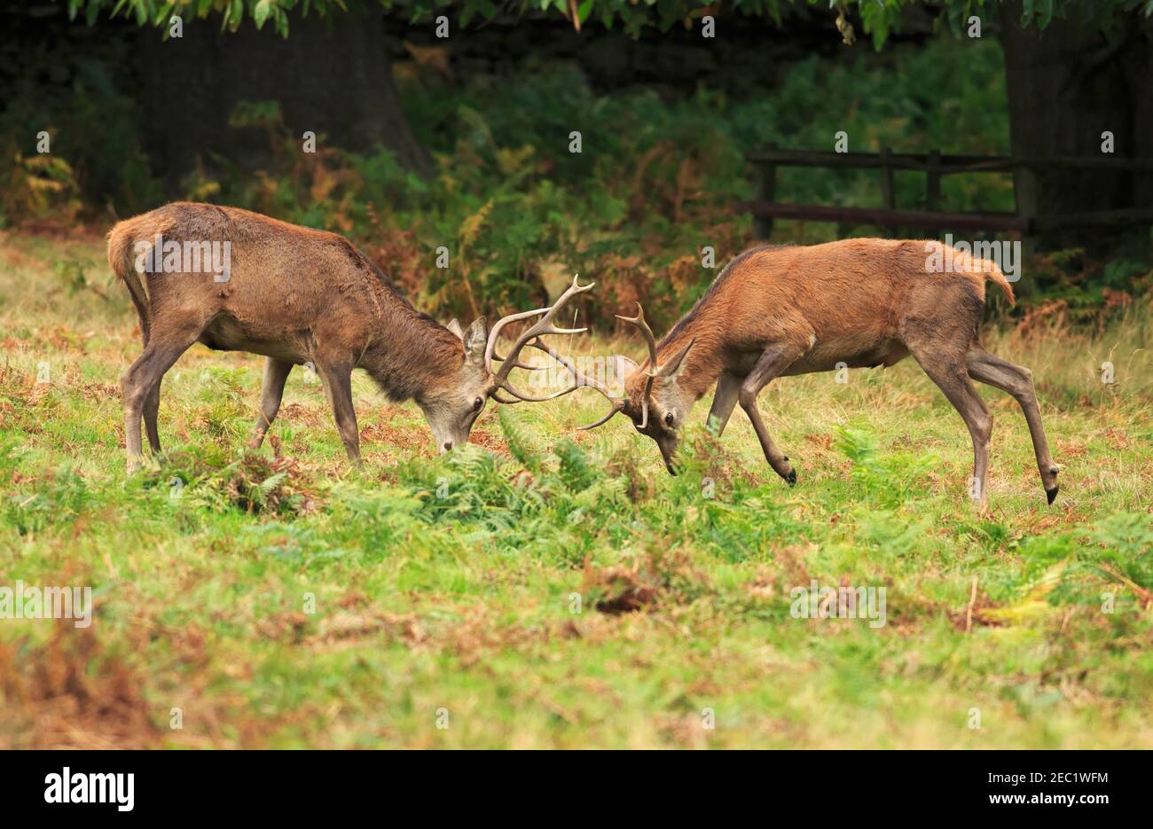Red deer stags fighting uk hi-res stock photography and images - Alamy